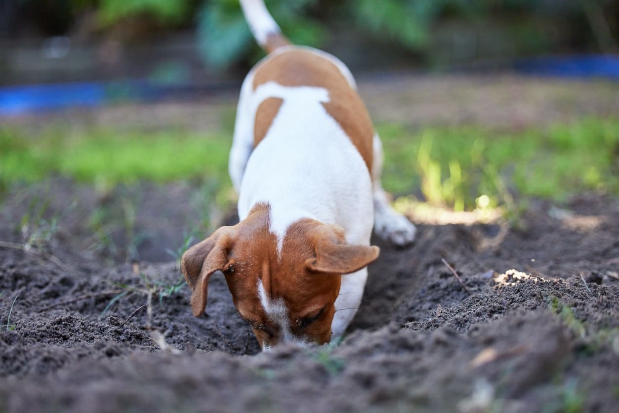 Why Do Dogs Eat Dirt & How to Stop Them