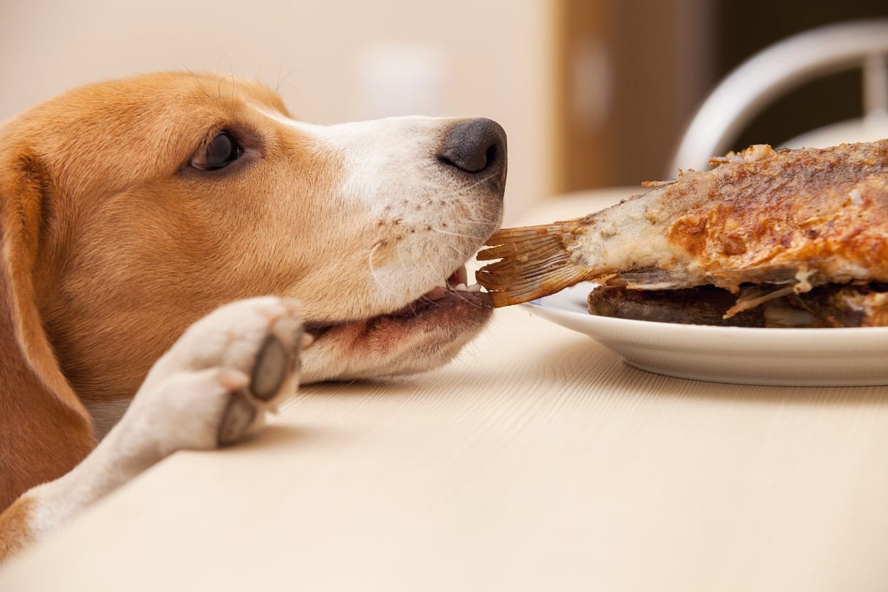 ¿Pueden los perros comer pescado?