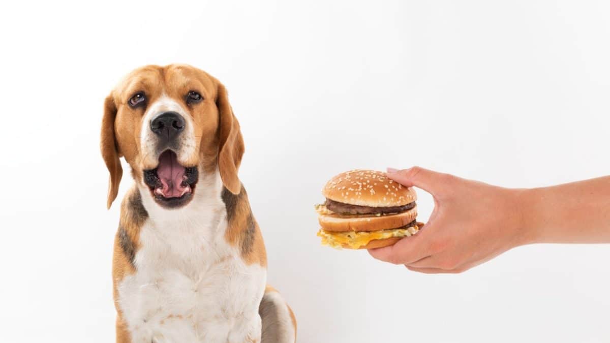 Can Dogs Eat Mustard?