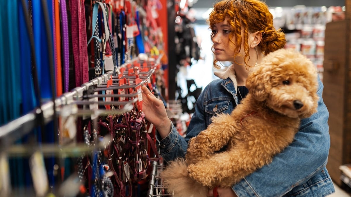 7 Essentials That Meet Your Dog’s Basic Needs