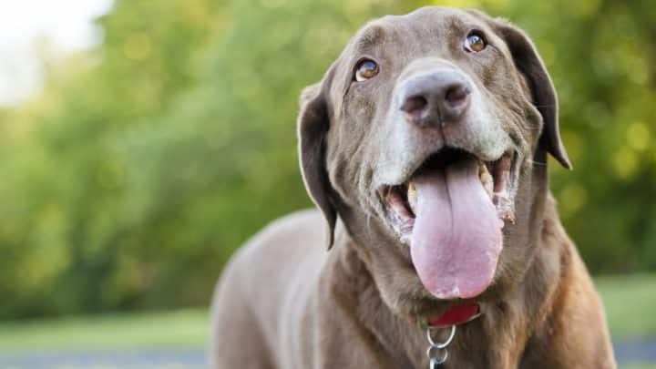 When Should I Worry About My Dog’s Panting?