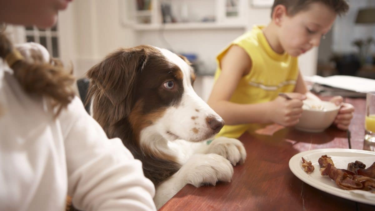 Can Dogs Eat Table Scraps? Pros & Cons