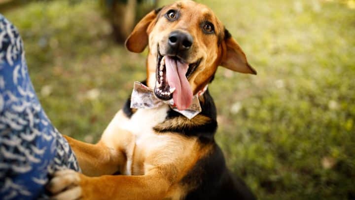 15 Dog Facial Expressions & What They Mean