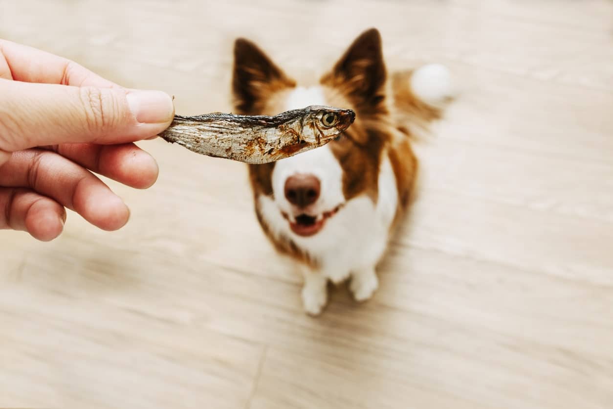 Can Dogs Eat Fish? Serving Suggestions & Recipes