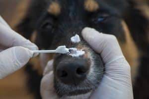 Folliculitis In Dogs: Possible Causes, Symptoms & Treatments