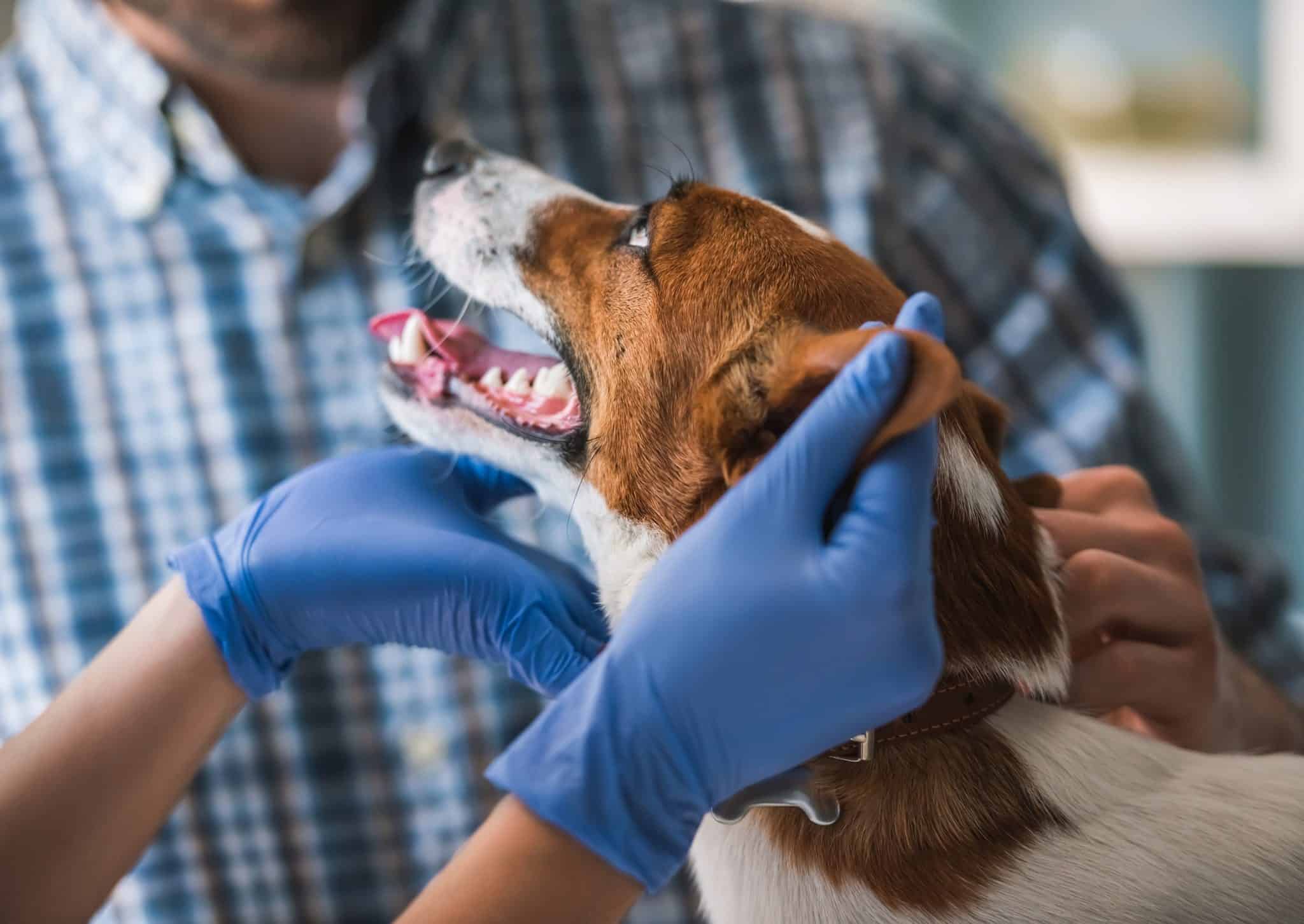 Folliculitis In Dogs: Possible Causes, Symptoms & Treatments