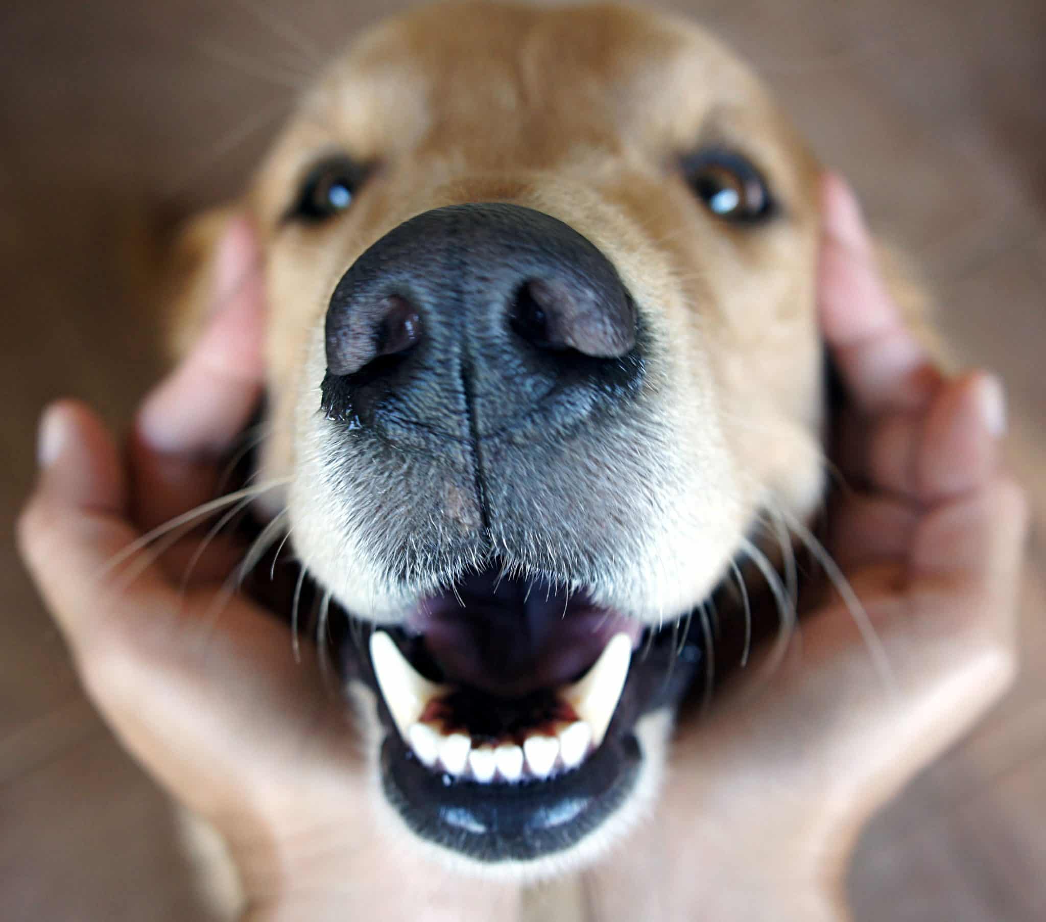 When Do Dogs Stop Growing? Puppy Chart & Guide