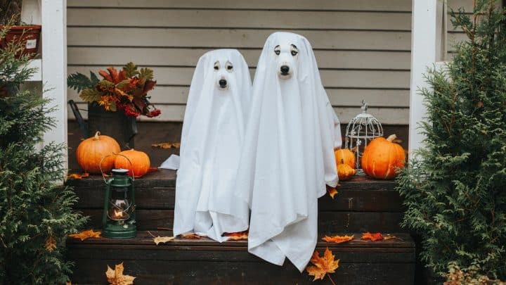 Can Dogs See Ghosts? Dog Spooky Senses Explained