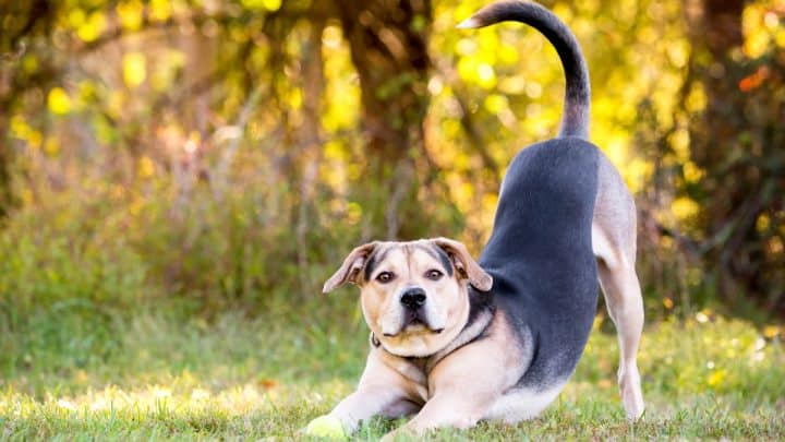 Why Do Dogs Stretch When They See You?