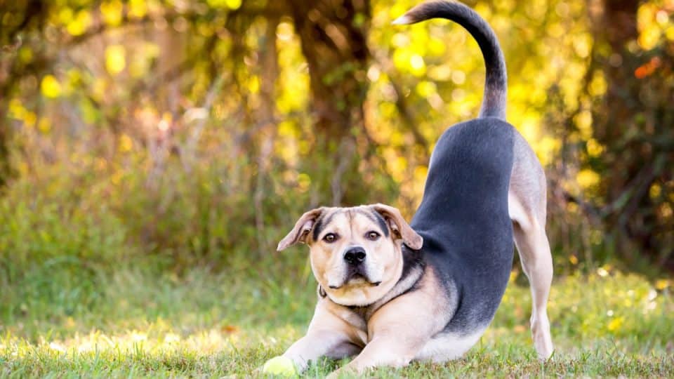 Why Do Dogs Stretch When They See You?