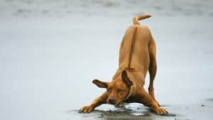 Dog Hackles: Purposes, Causes & What To Do About Them