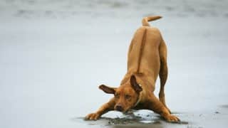 Dog Hackles: Purposes, Causes & What To Do About Them