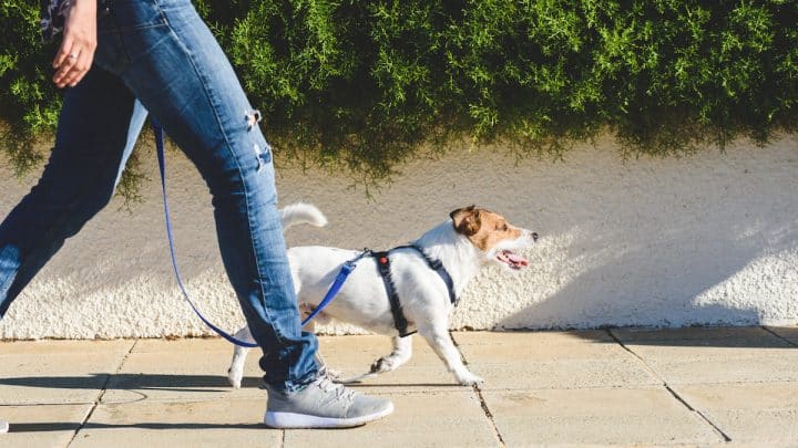 Preventing Common Dog Walking Injuries: Top Tips for Safe Walks