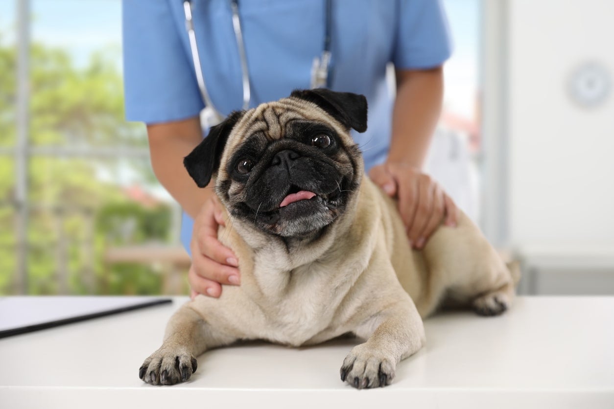 Why Dogs Tilt Their Heads