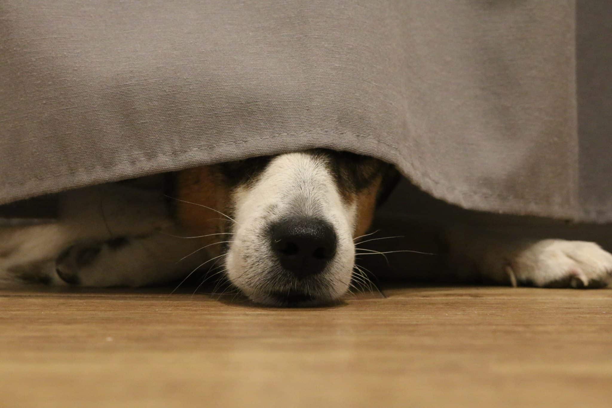 4 Reasons Your Dog Sleeps Under Your Bed & How To Stop It