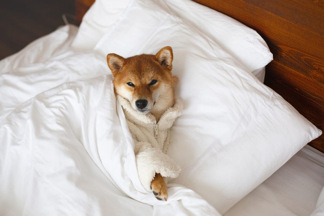 Dogs at a Hotel? 7 Tips for a Calm Stay