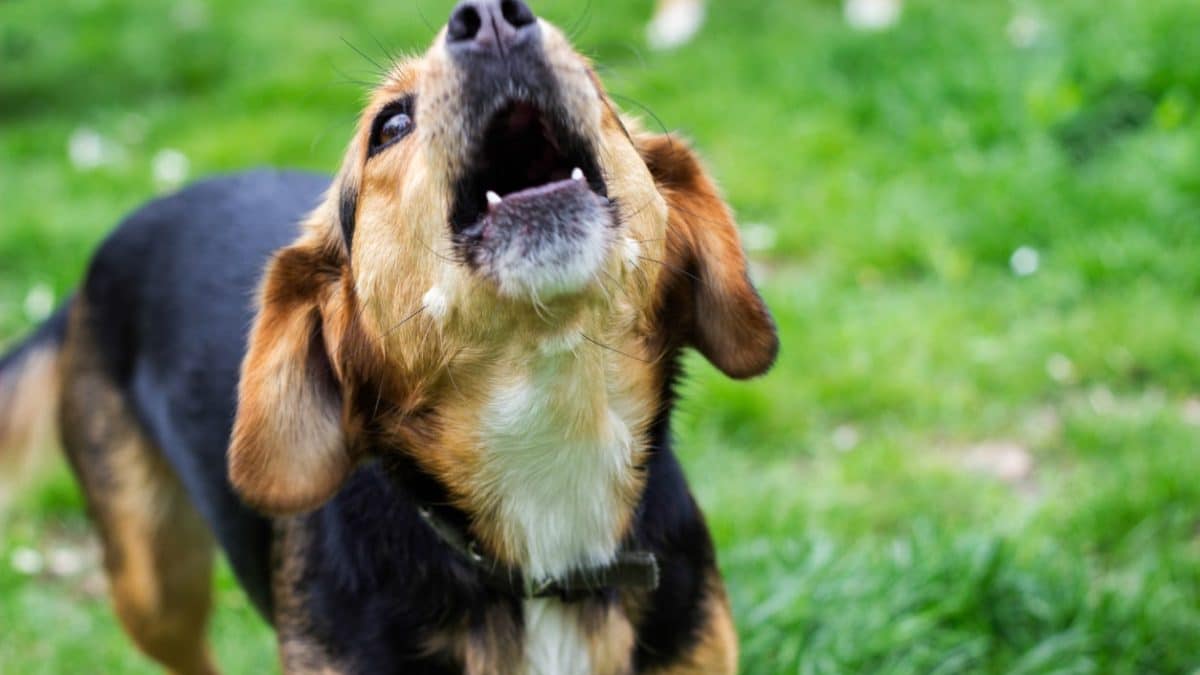 Why Do Dogs Howl? Reasons & Situations Explained