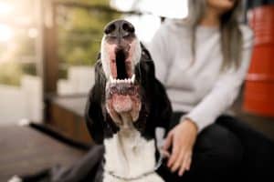 Why Do Dogs Howl? Reasons & Situations Explained