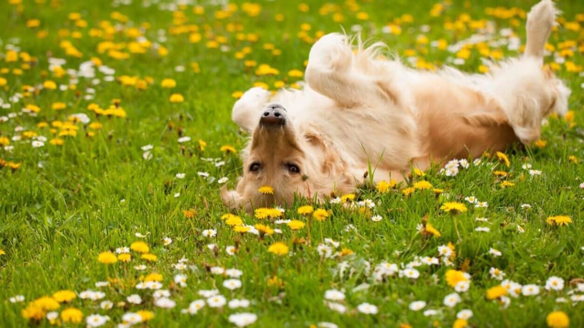 Hyperthyroidism in Dogs: Symptoms, Causes, Diagnosis, and Treatment