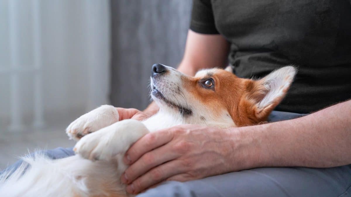 How to Hypnotize a Dog in 5 Easy Steps | Rover Blog