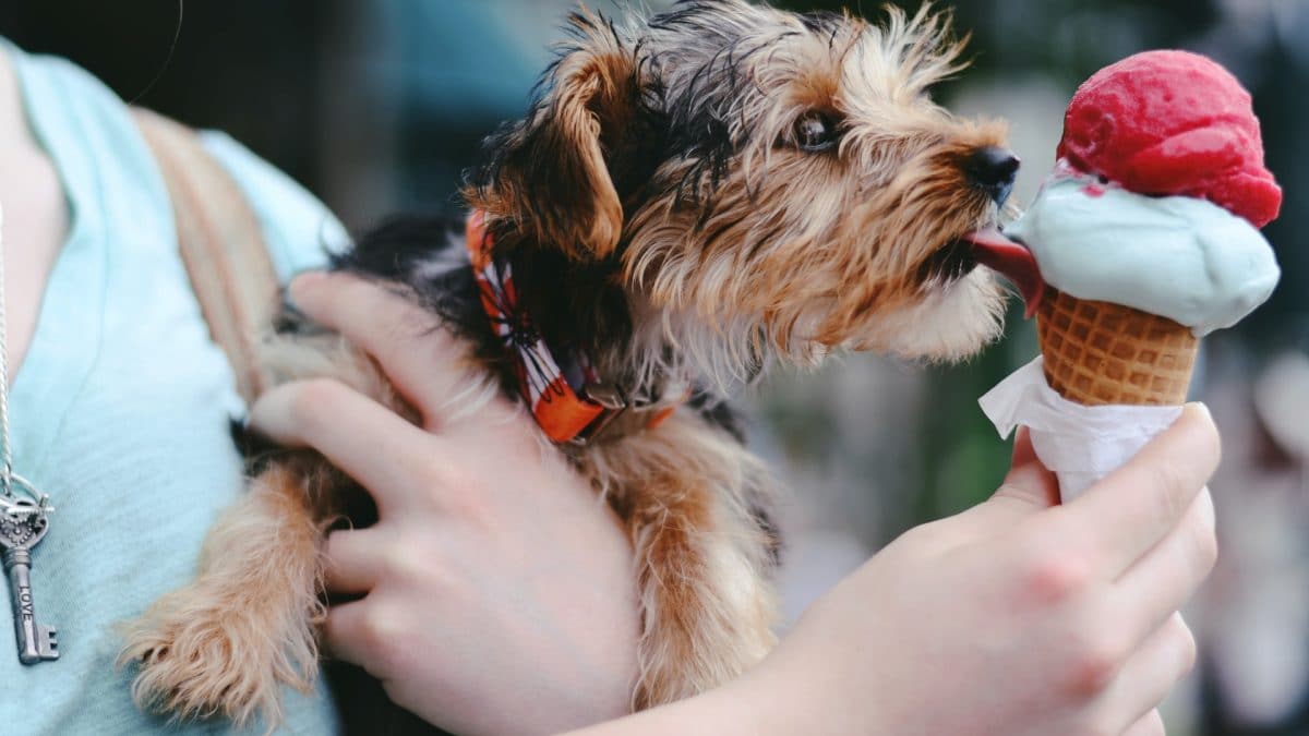 The 7 Best Dog Ice Cream Brands So Your Pup Can Join the Party