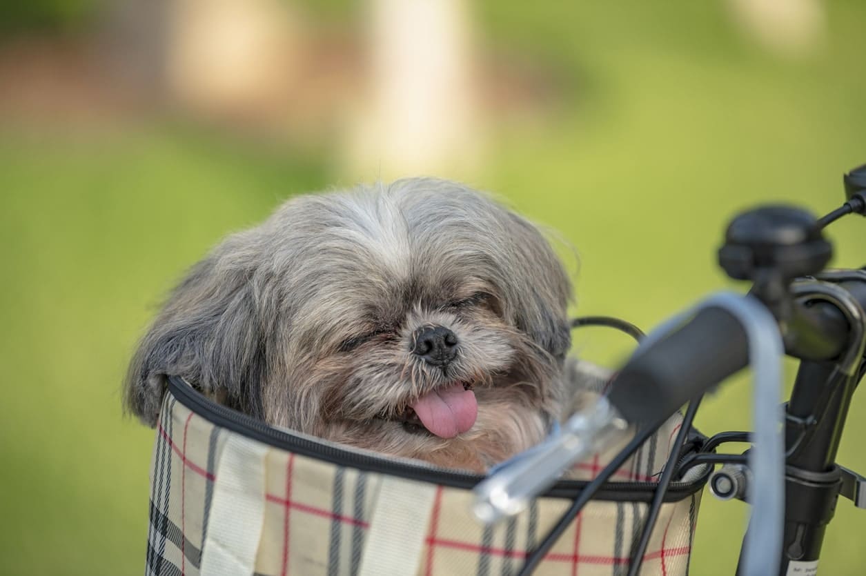 Biking With A Dog: How-Tos, Benefits & Troubleshooting