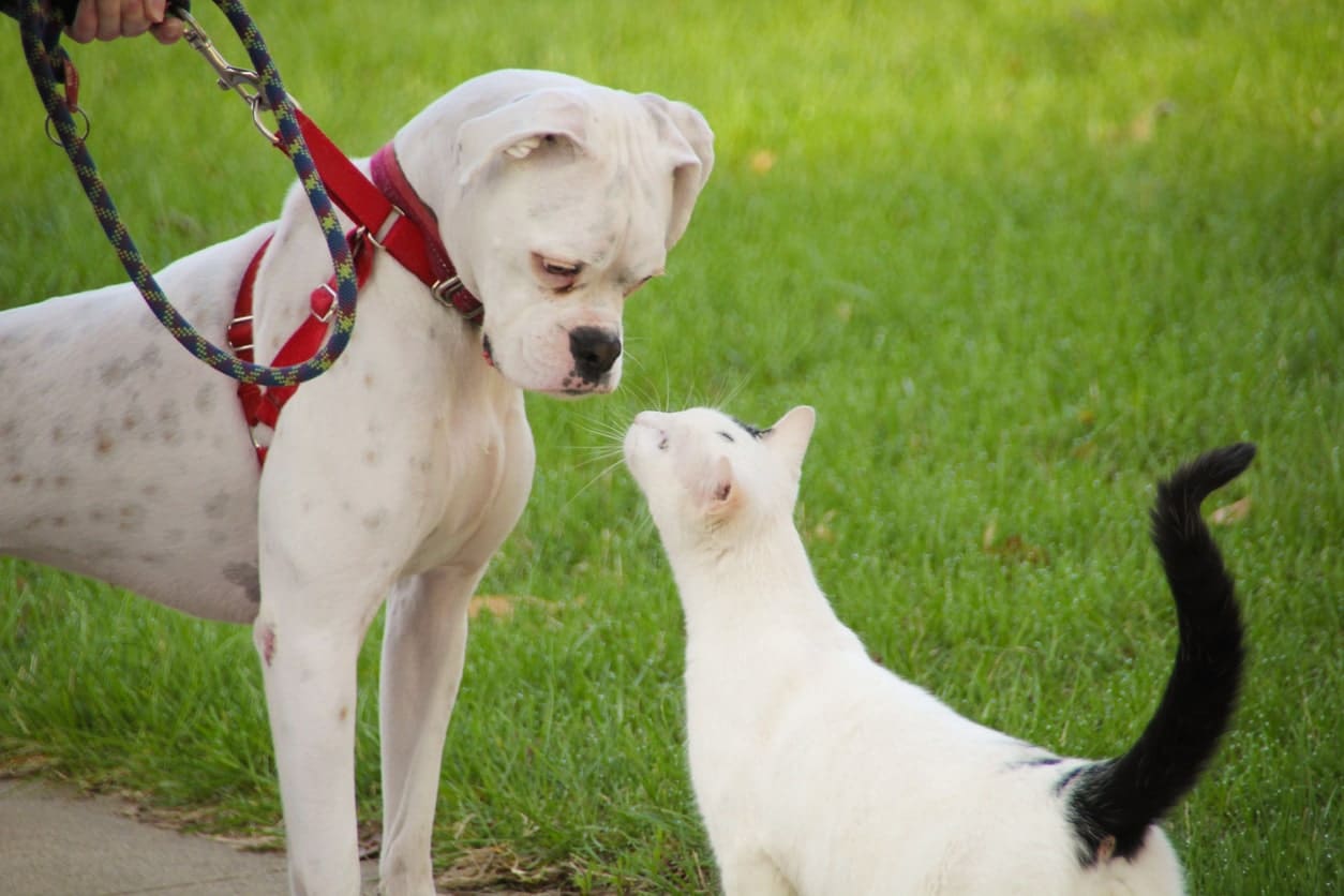 How To Introduce A Kitten To A Dog: A Complete Guide