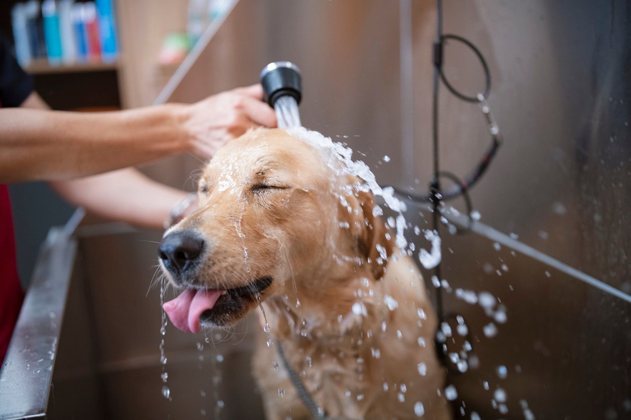 Is Cold Water Bad for Dogs? | The Truth About Dogs Drinking Cold Water