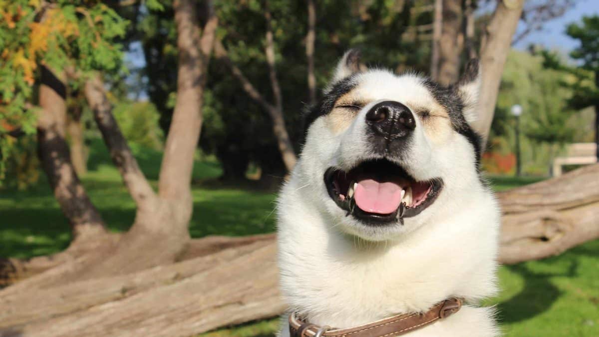 Do Dogs Laugh? Dog Laughter Explained