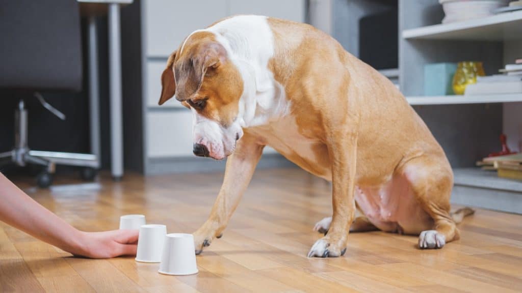 Mental Stimulation for Dogs: Brain Games, Activities & More