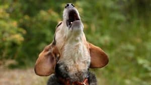 What 19 Dog Sounds & Noises Mean