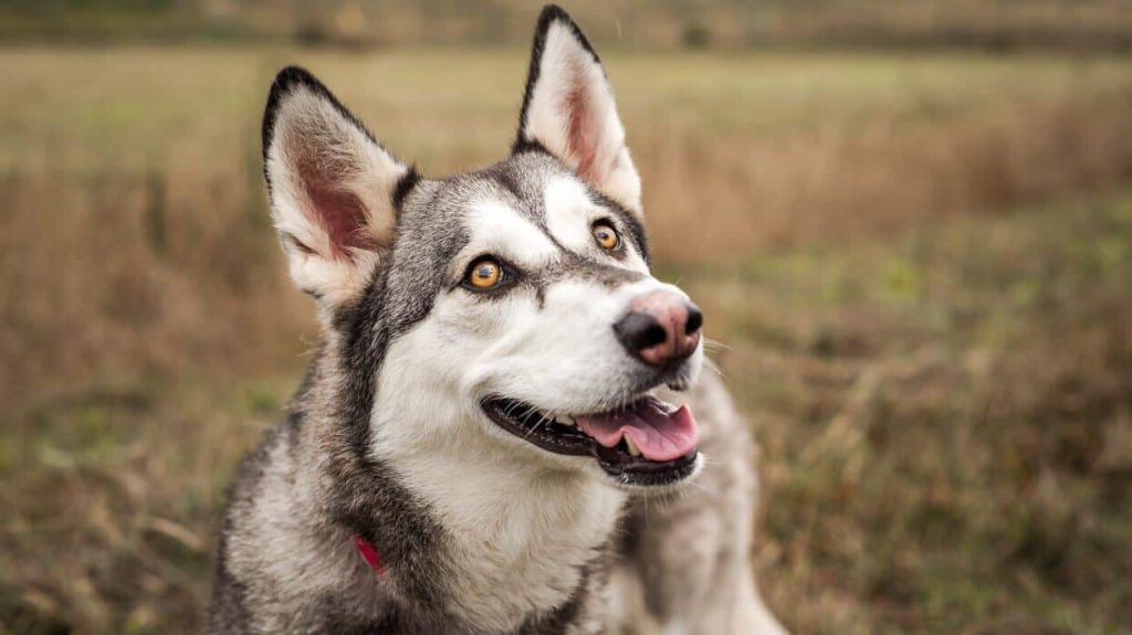 Why Your Dog’s Nose Changes Color: Is It Serious?