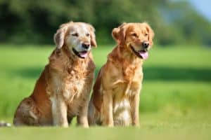 Retriever Dog Breeds: 6 Types & Things to Know