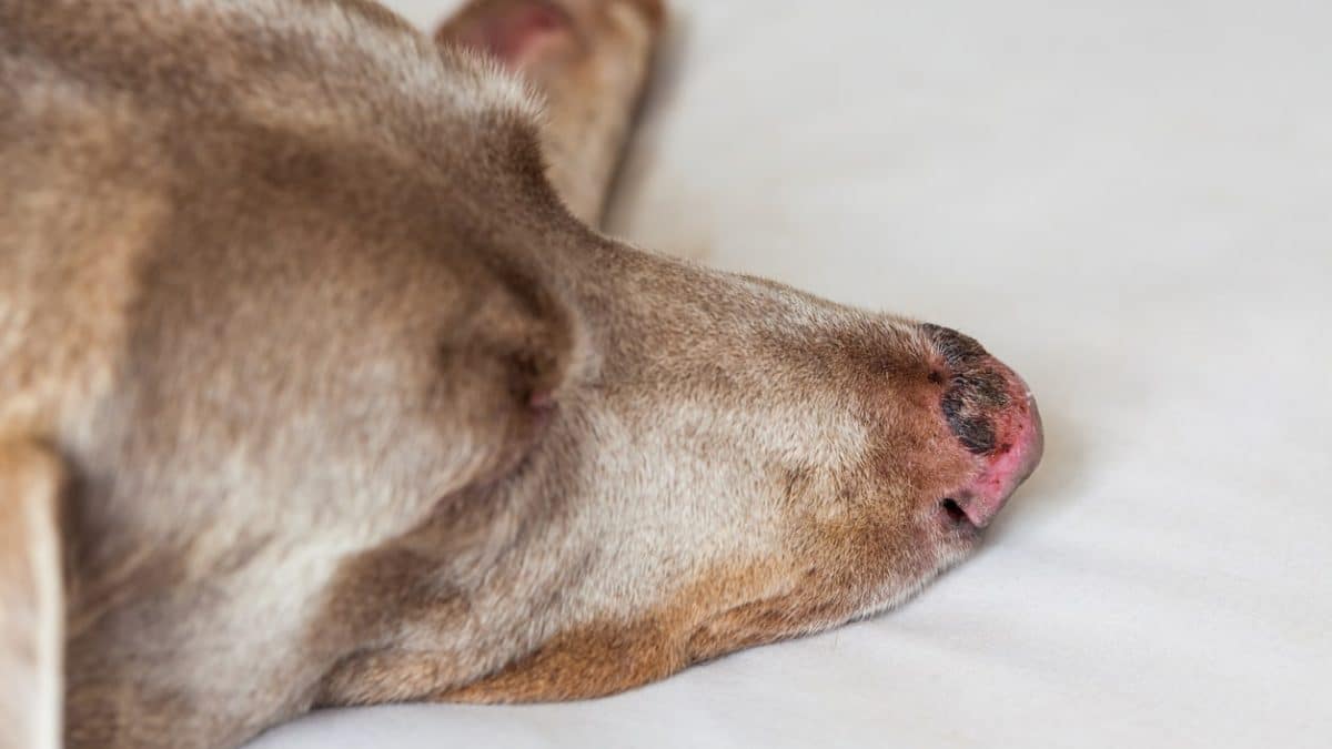 Dog Rashes: Causes, Symptoms, Types & Treatments