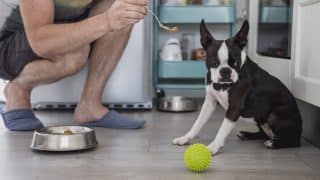 Reasons Your Dog Won't Eat & How to Help