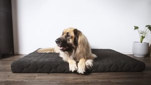 13 Big Dog Beds for Large (& Extra-Large) Breeds Reviewed