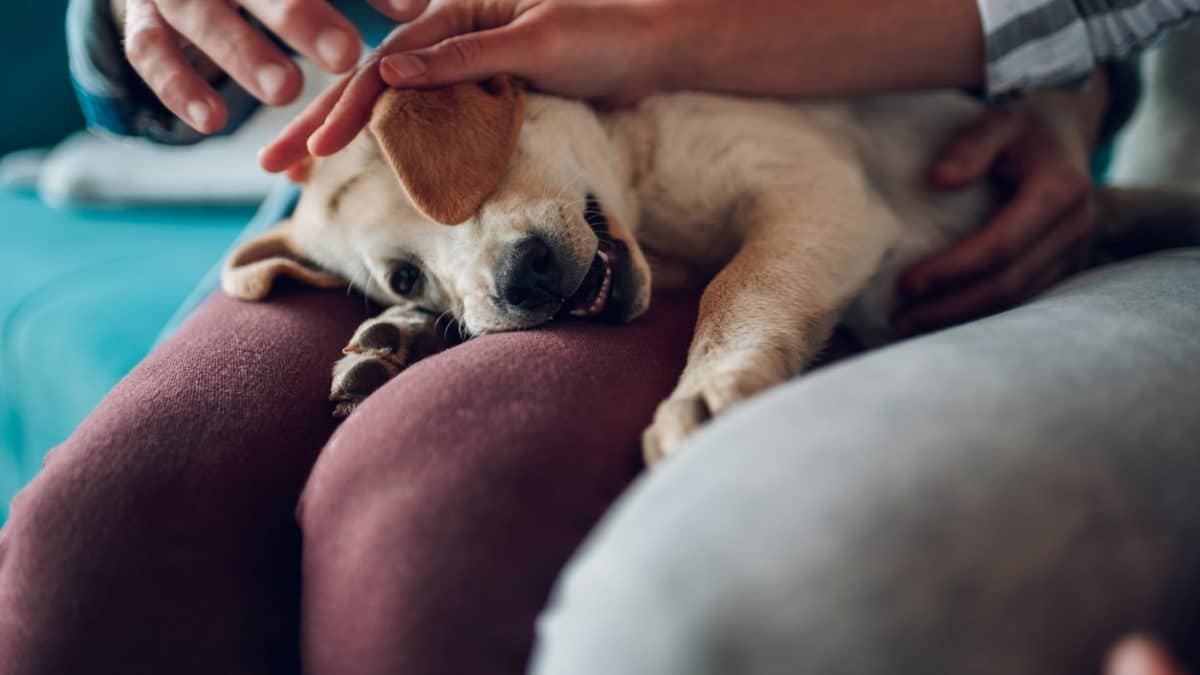 Is Catnip Bad For Dogs?