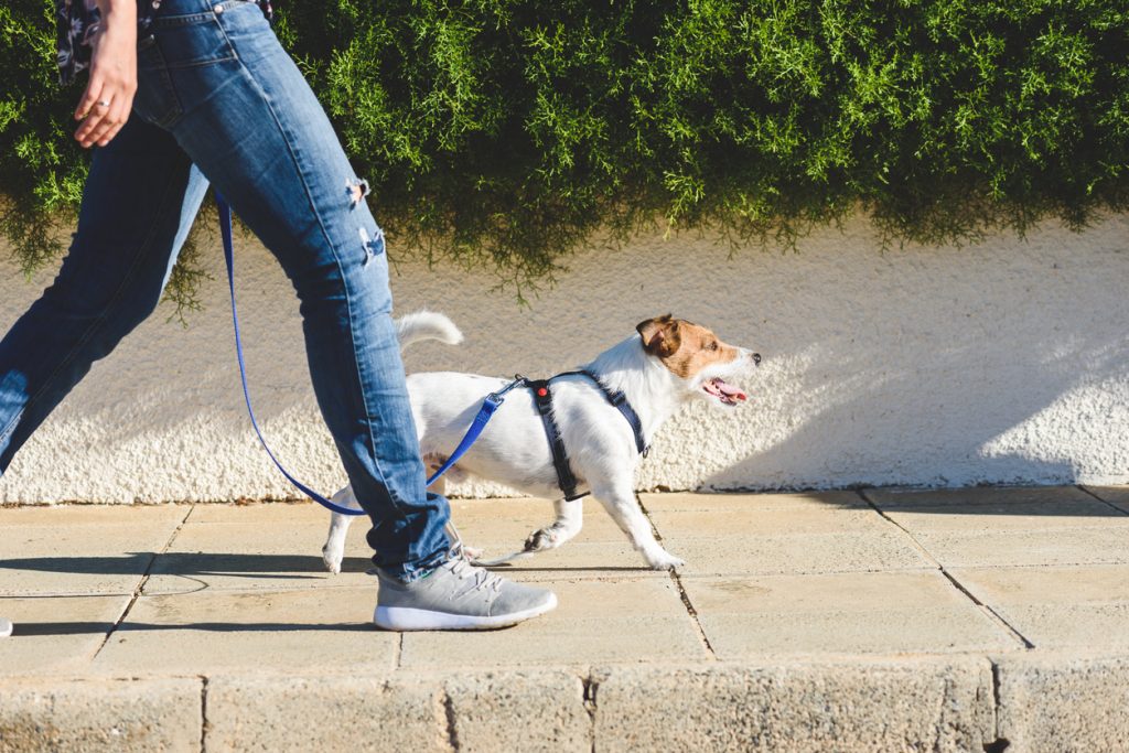 Burnt Paw Pads: How to Spot, Treat and Prevent Them | The Dog People by ...
