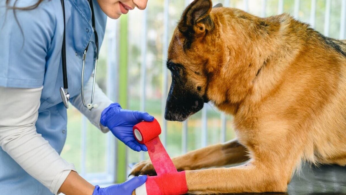Señales de dolor en los perros: los síntomas físicos