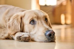 Signs of Pain in Dogs: From Physical Symptoms To Behaviour Changes