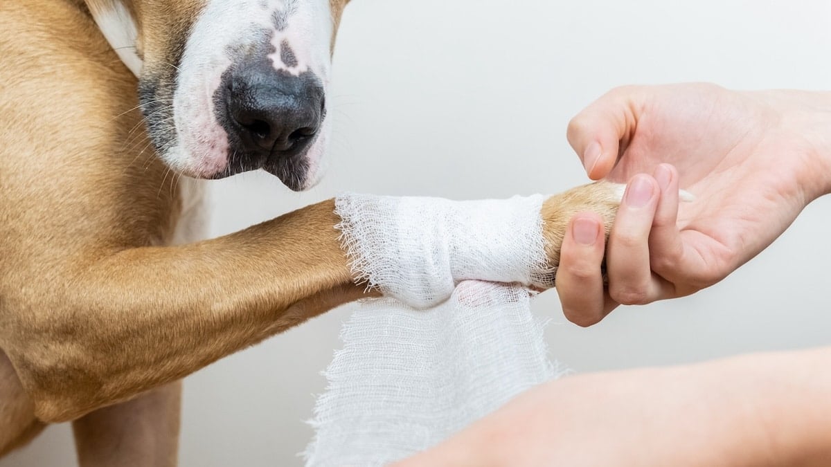 Burnt Paw Pads: How To Spot, Treat and Prevent Them