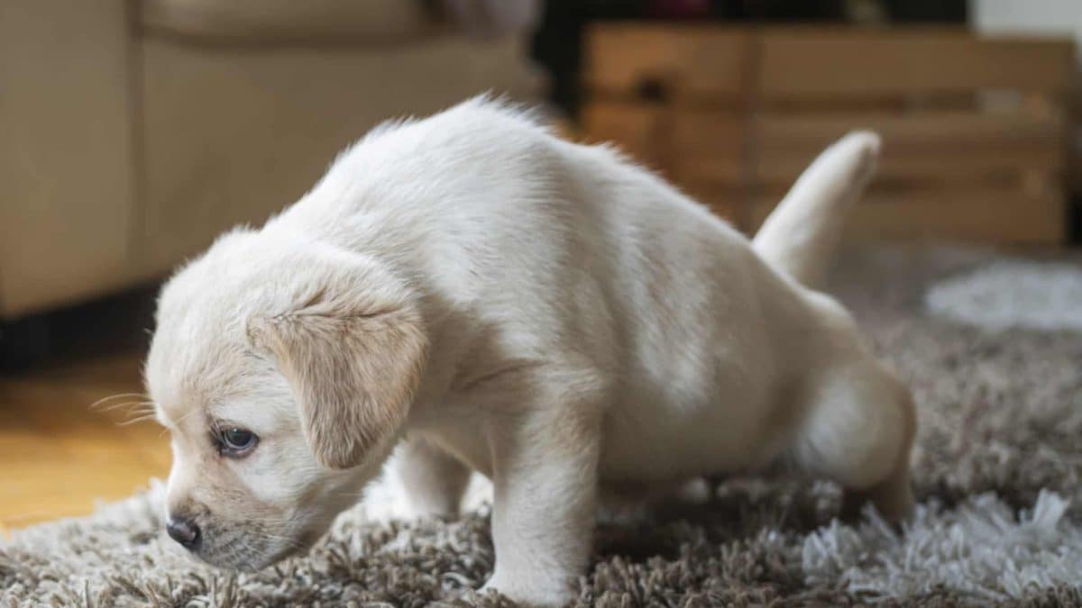 7 Gründe, warum Hunde ihr Revier markieren, und wie man dies unterbindet