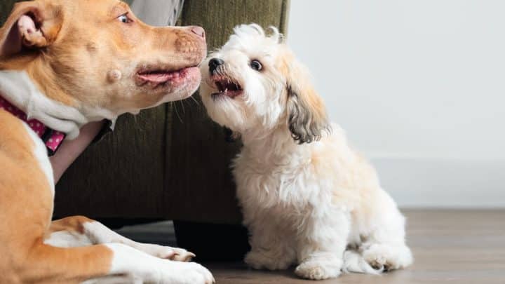 Why Your Dog Growls & How to Respond