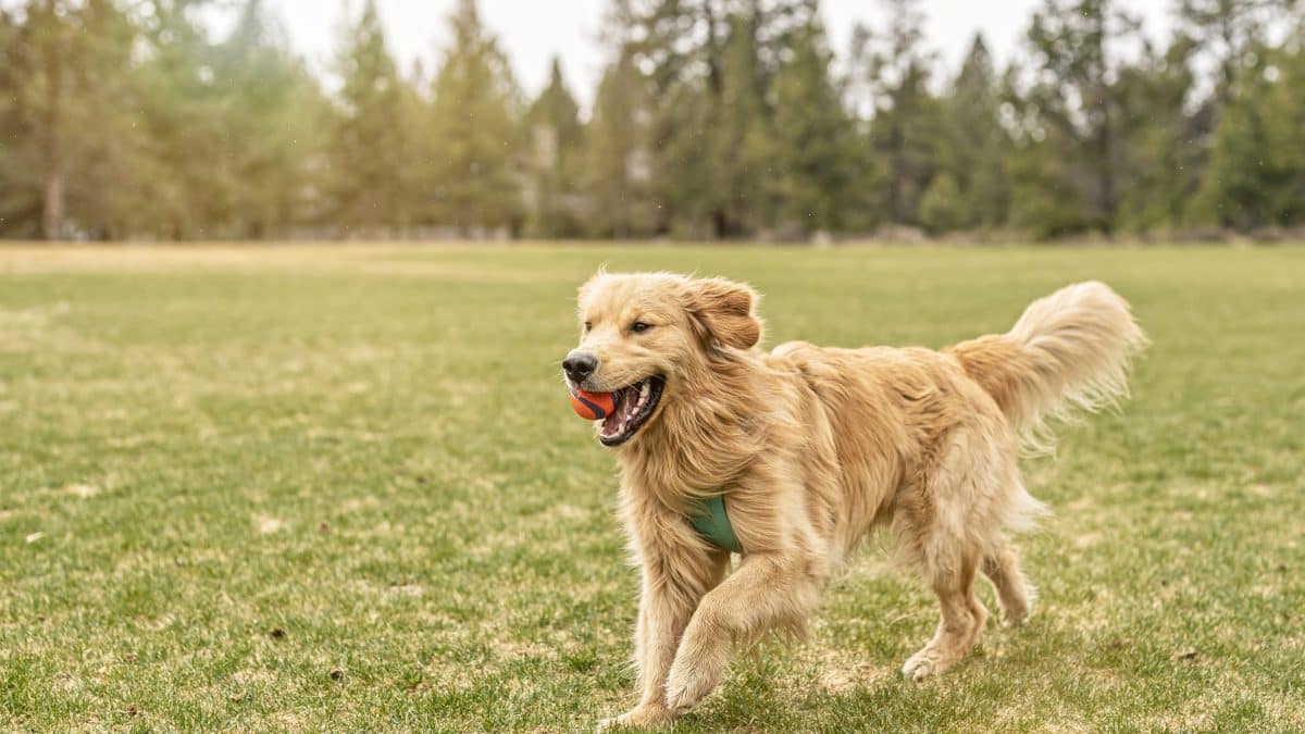 Why Are Dogs So Obsessed With Balls & Fetch?