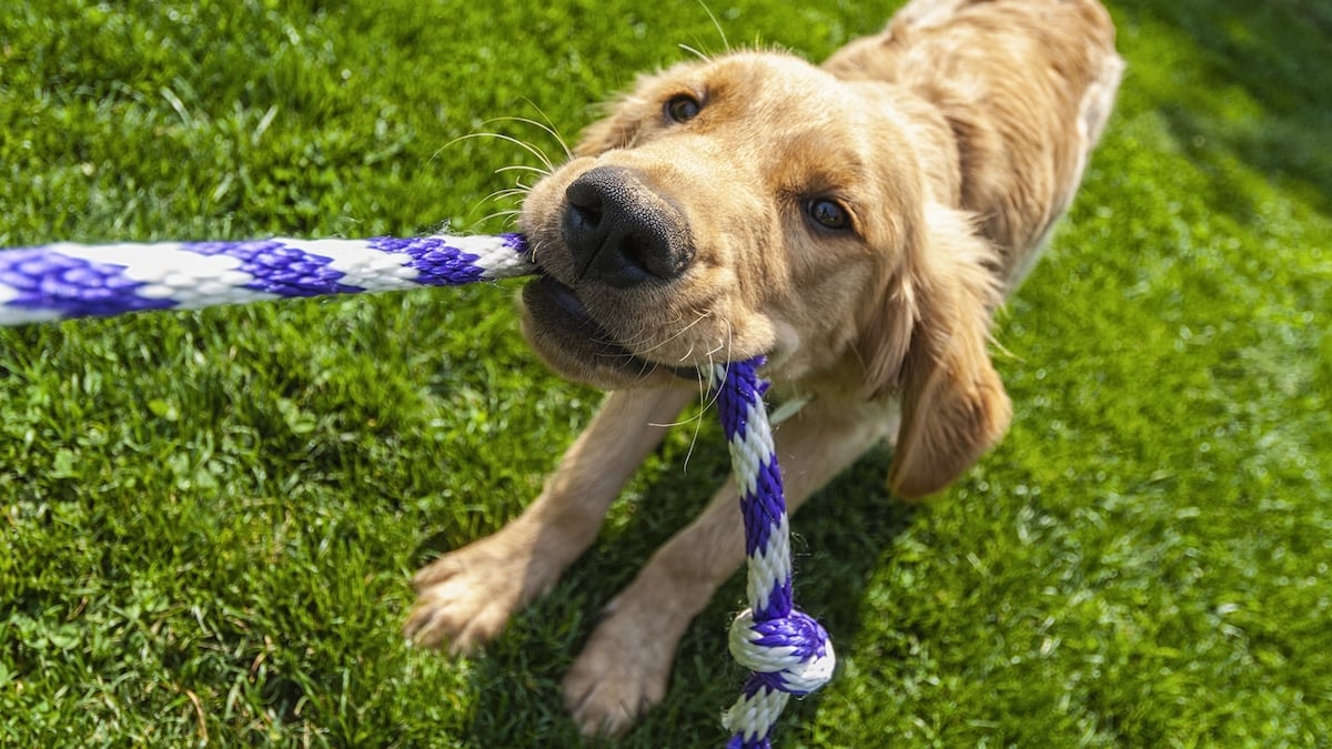 The 6 Best Tug Of War Toys For Dogs Who Love The Game