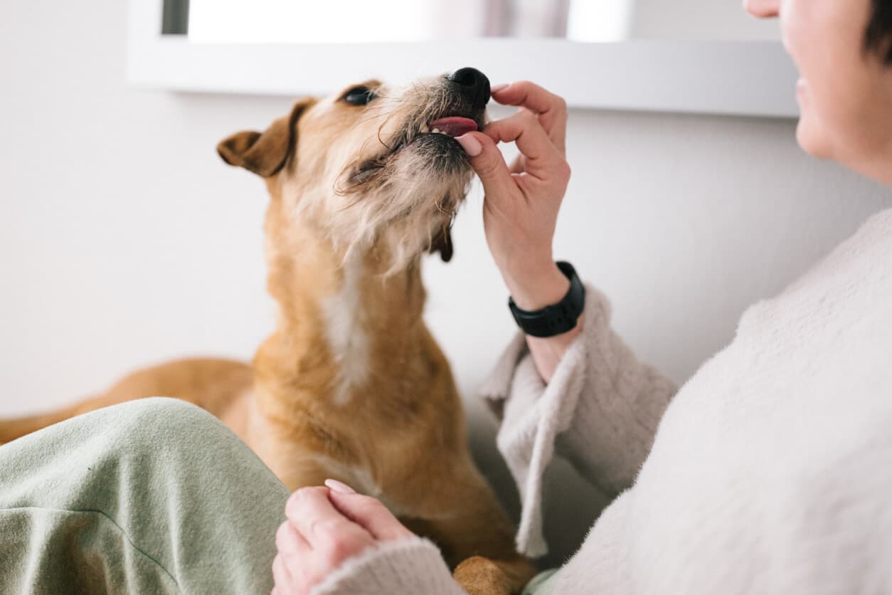 Prozac for Dogs: Benefits, Risks & Long-Term Effects