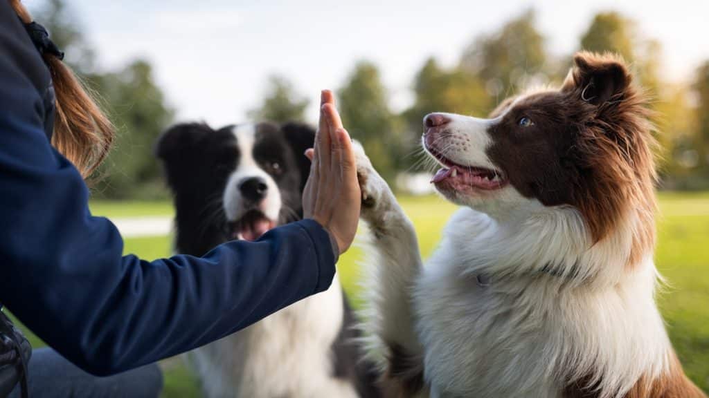 Dog Psychology: How Dogs Learn, Think & Feel