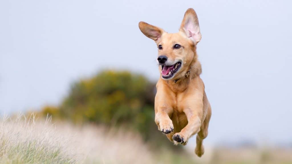 Can Dogs Pull Muscles? Here's What It Looks Like