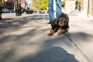 Here's Why Your Dog Is Reactive & How You Can Help