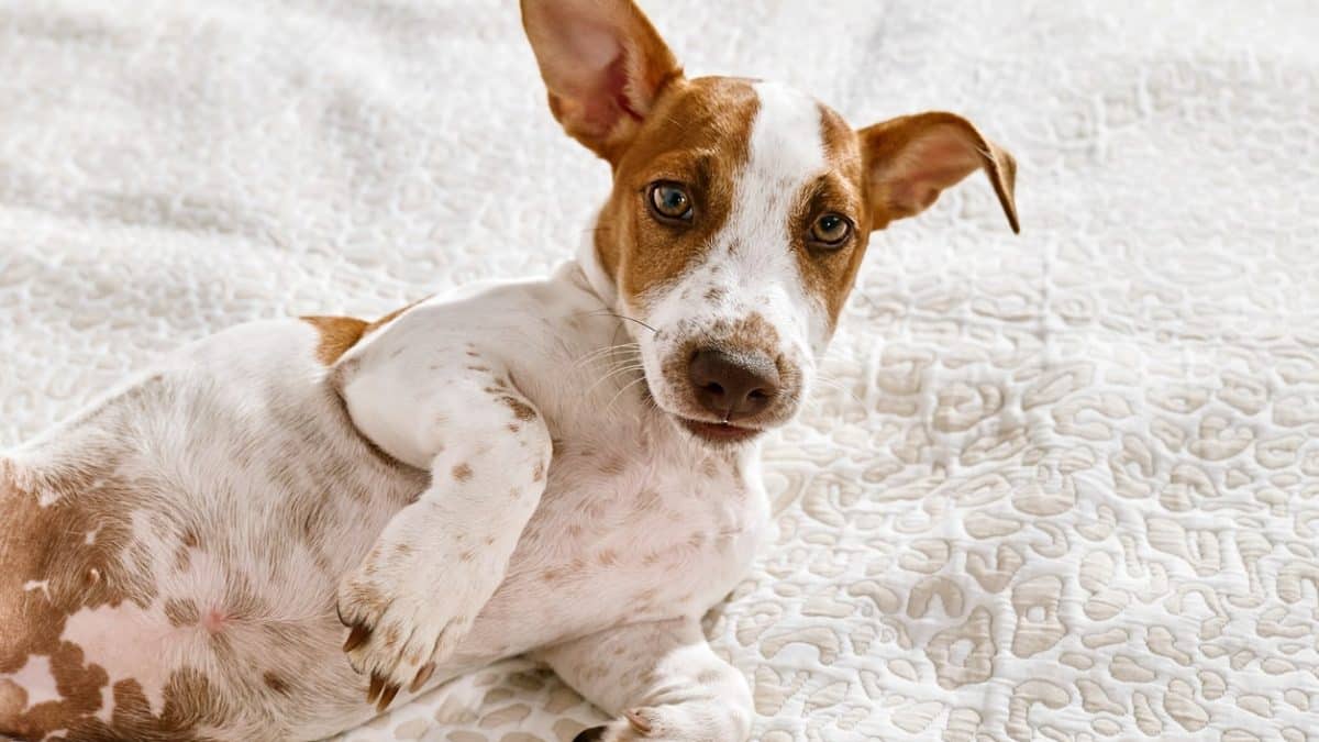 Pyoderma in Dogs: Causes, Symptoms & Treatments